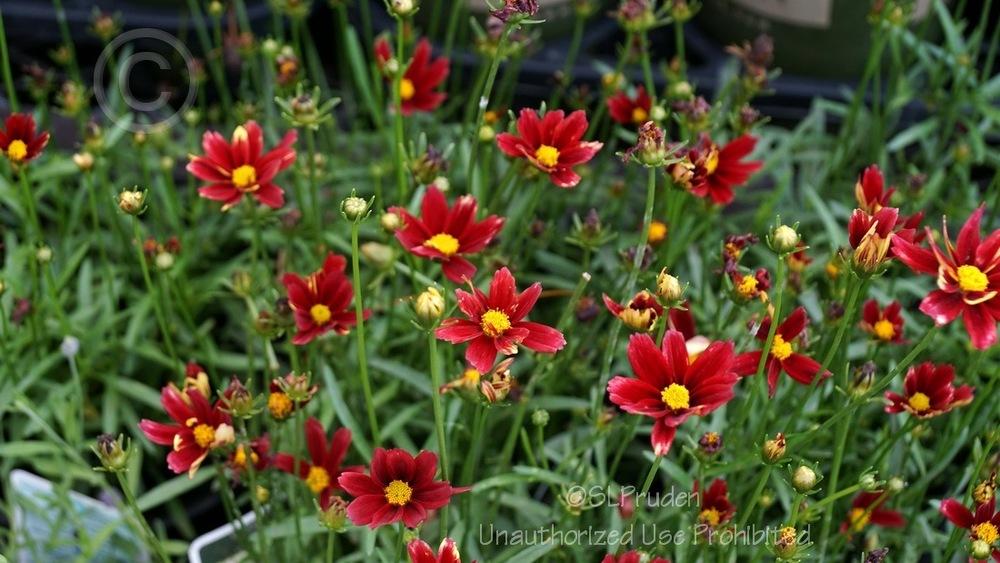 Tickseed (Coreopsis Li'l Bang™ Red Elf) in the Tickseeds Database ...