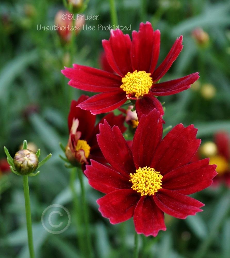Photo of the bloom of Tickseed (Coreopsis Li'l Bang™ Red Elf) posted by ...