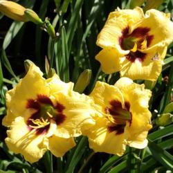 Daylily (Hemerocallis 'Siloam June Bug') in the Daylilies Database ...