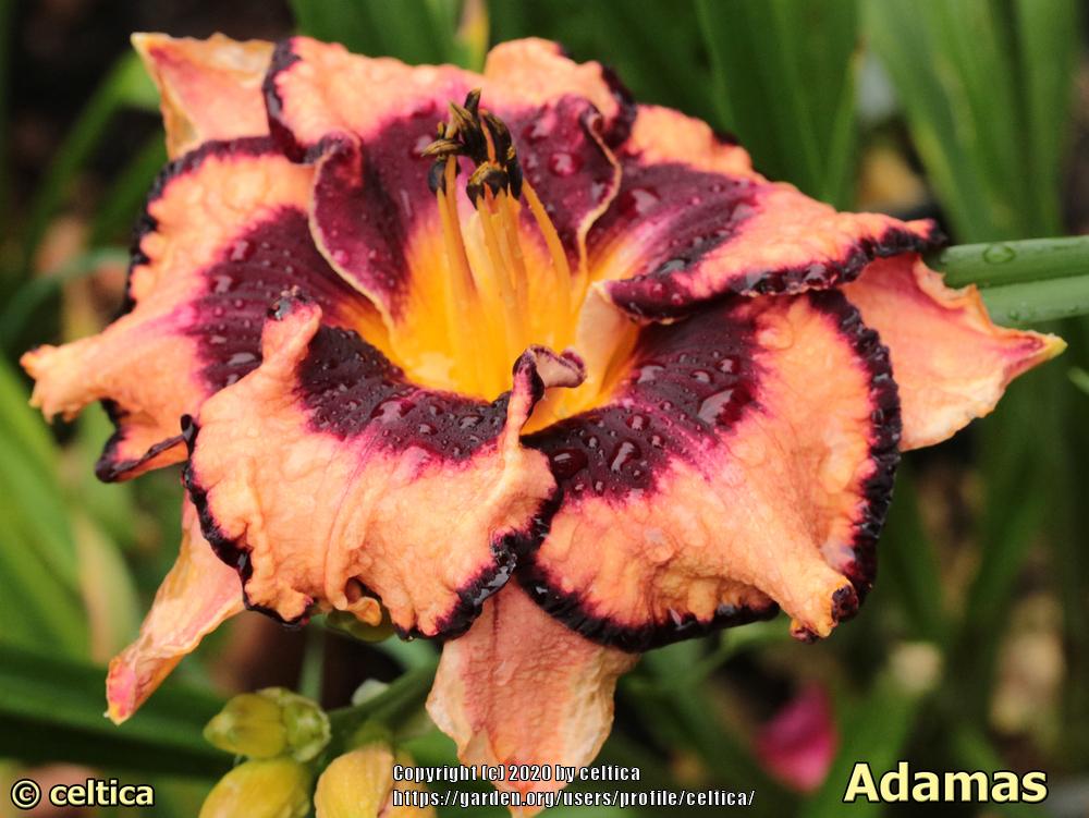Photo of the bloom of Daylily (Hemerocallis 'Adamas') posted by celtica - Garden.org