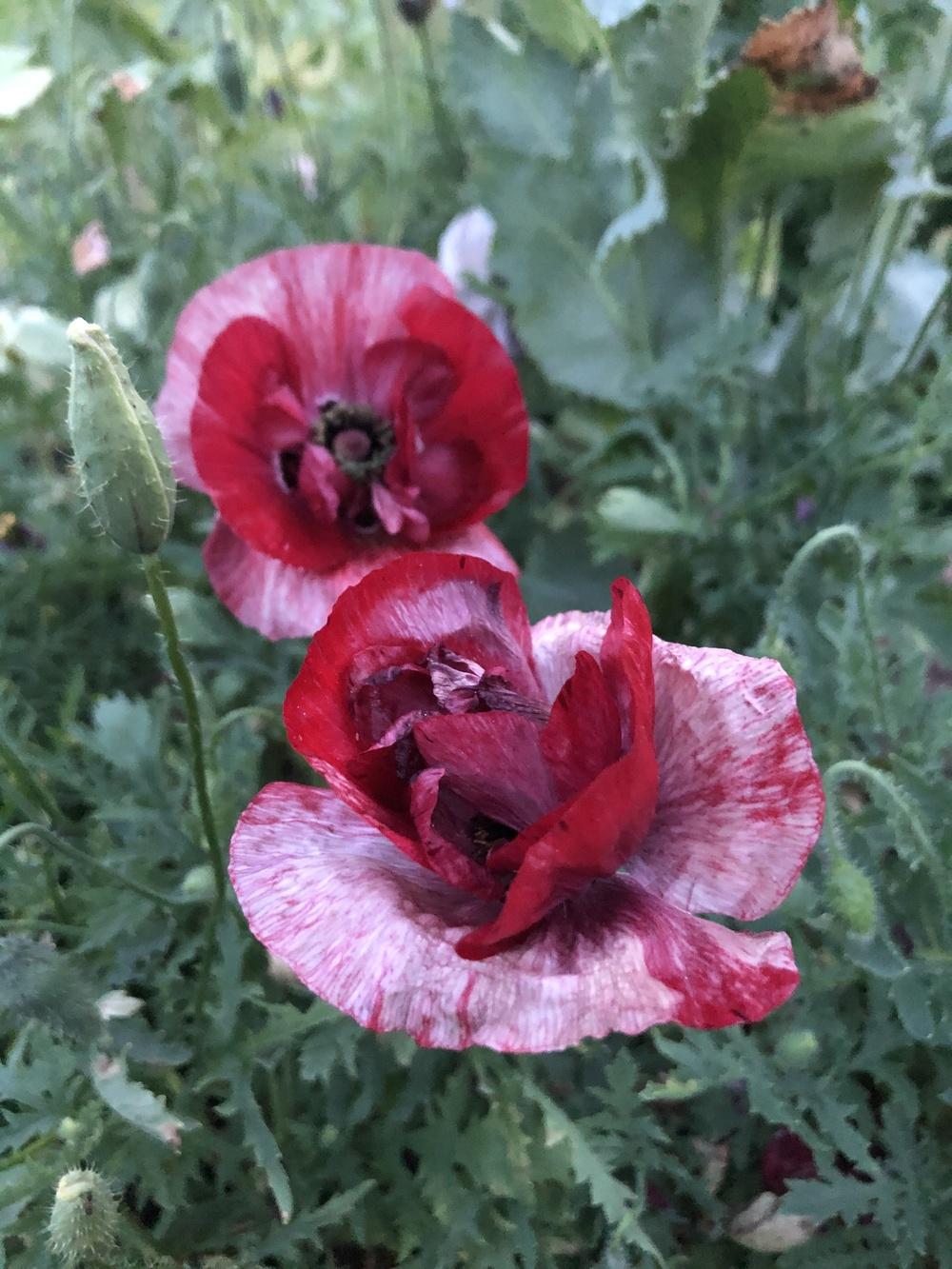 Poppy (Papaver rhoeas 'Pandora') in the Poppies Database - Garden.org