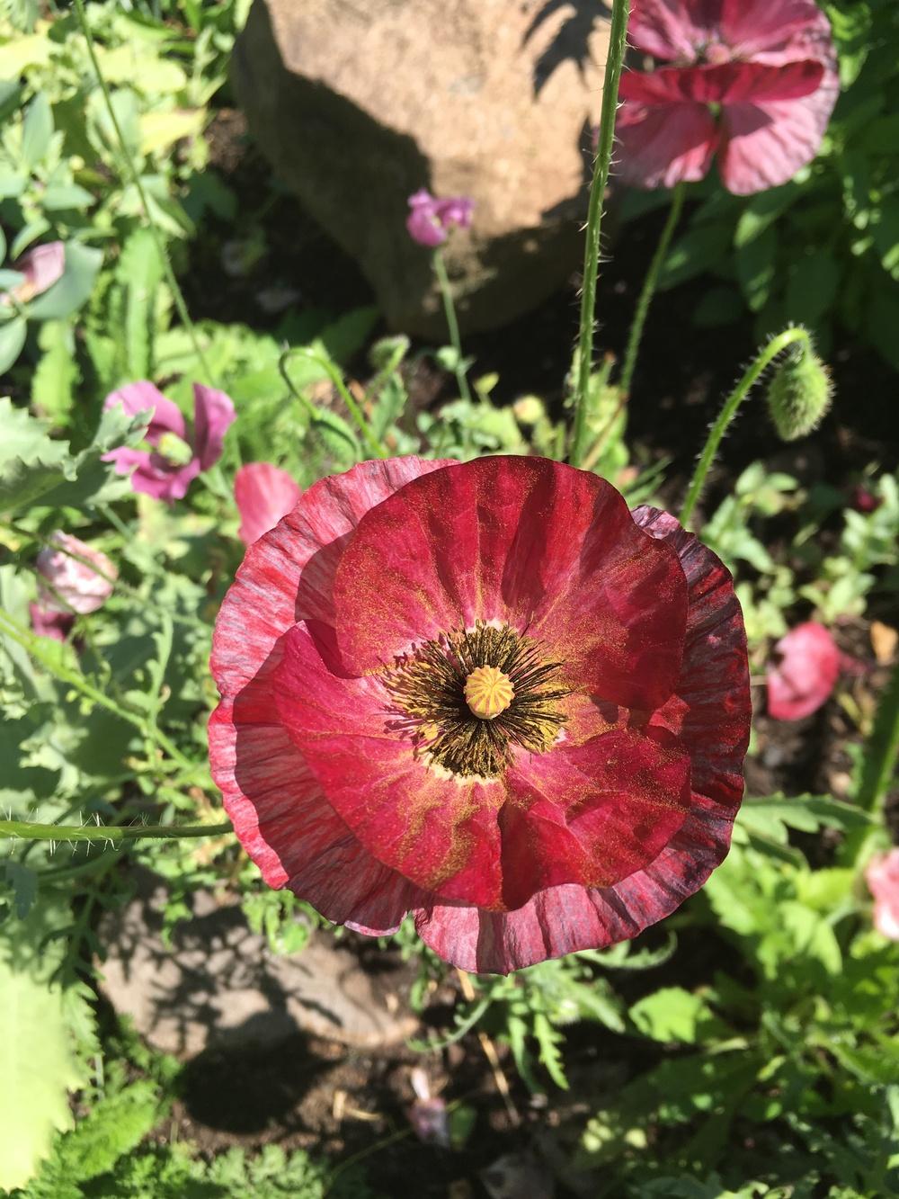 Poppy (Papaver rhoeas 'Pandora') in the Poppies Database - Garden.org