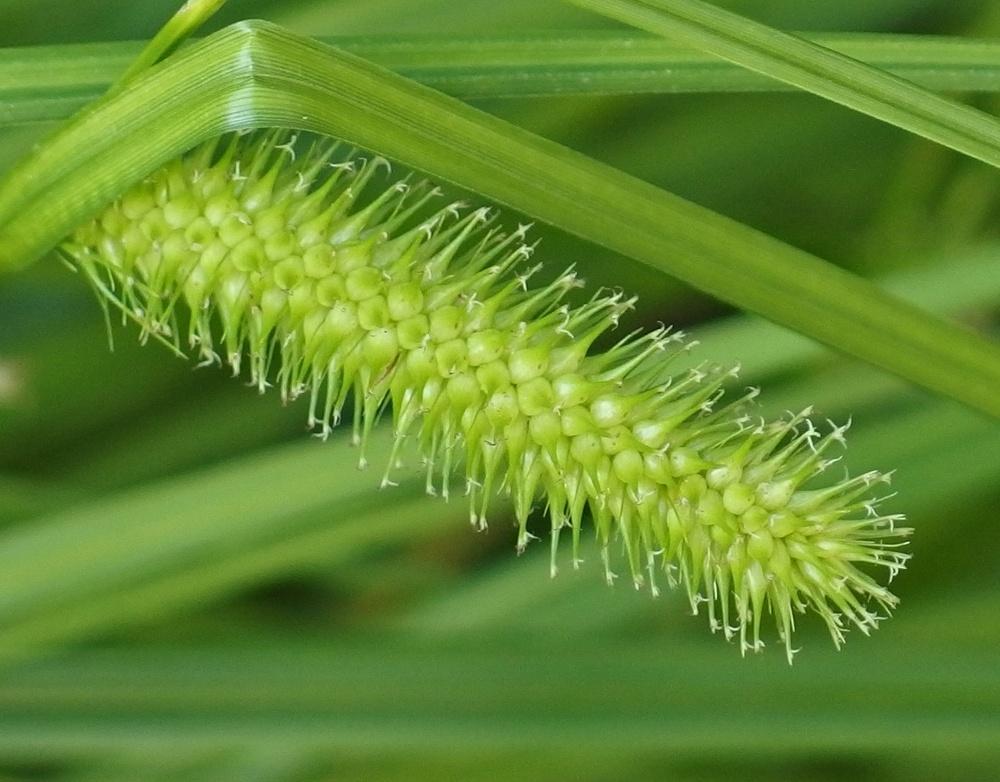 Sedges: Plant Care and Collection of Varieties - Garden.org
