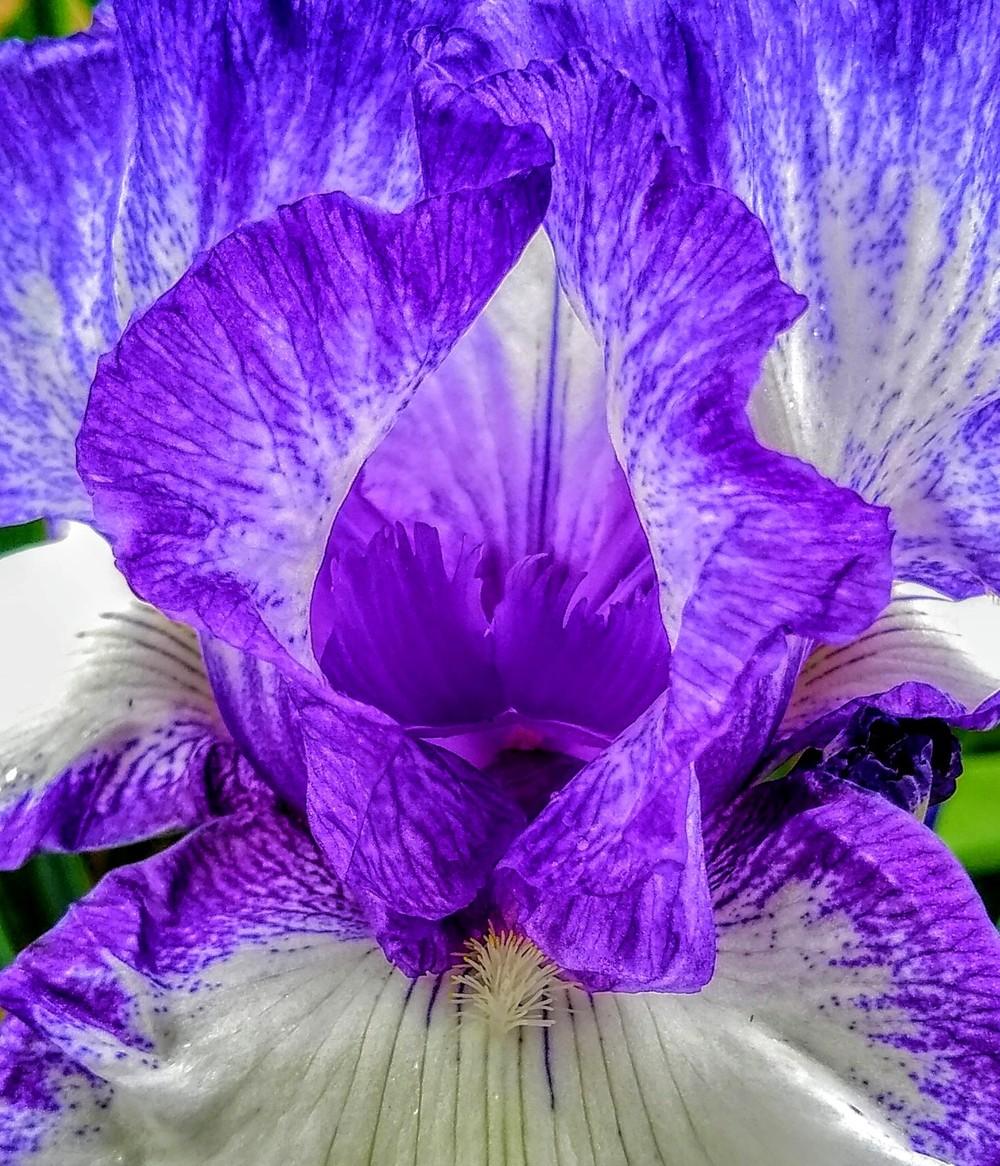 Tall Bearded Iris (Iris 'Presby's Crown Jewel') in the Irises Database ...