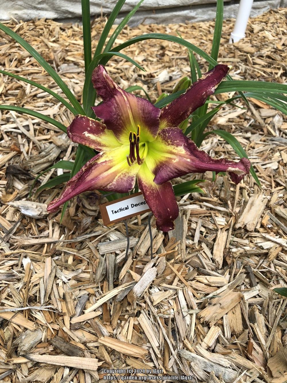 Photo of the bloom of Daylily (Hemerocallis 'Tactical Deception ...