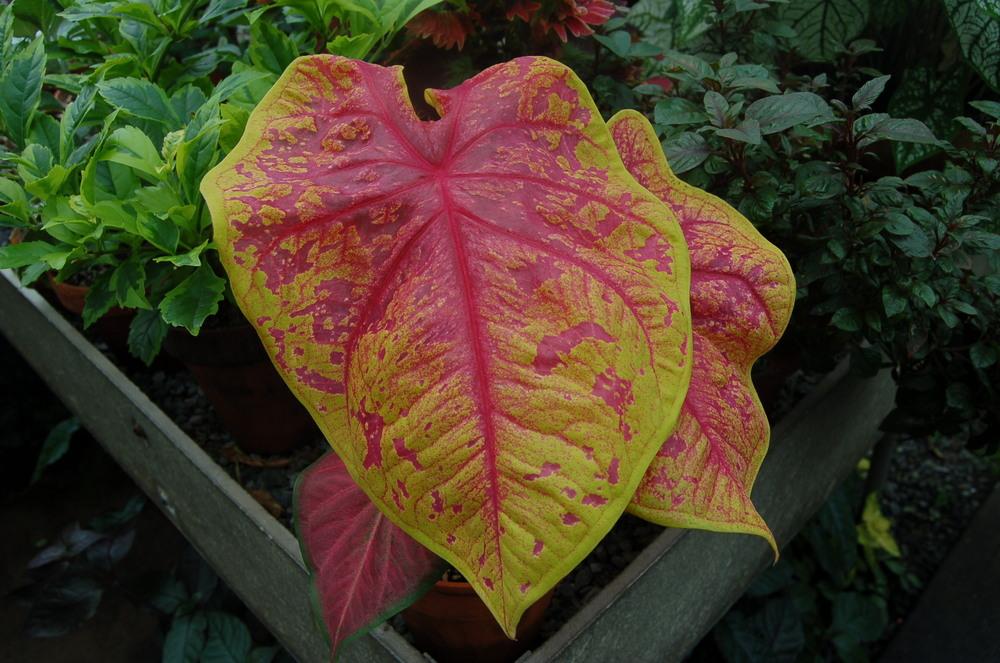 Caladiums: Plant Care and Collection of Varieties - Garden.org