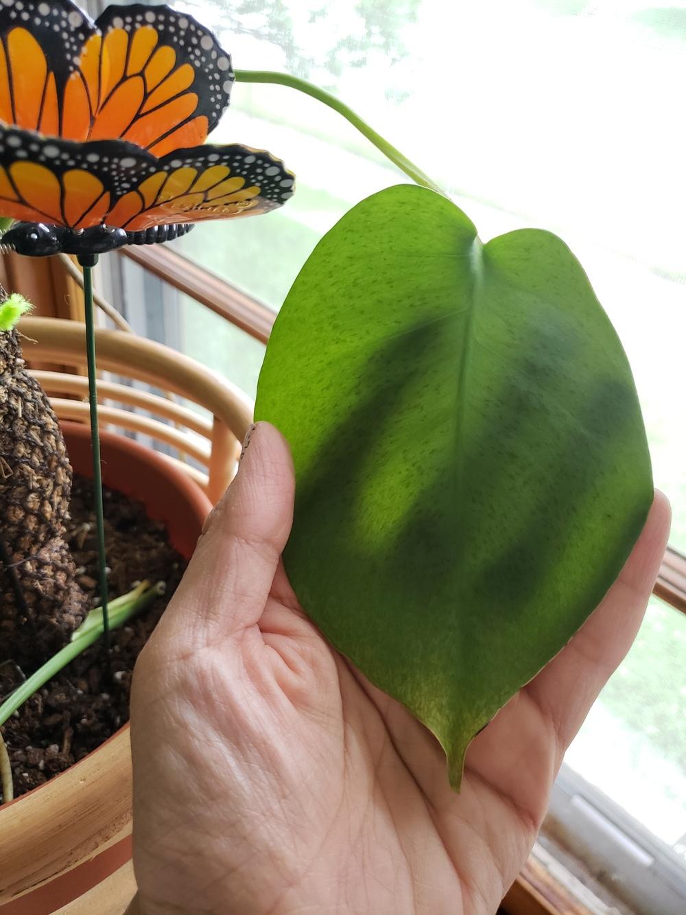 Yellowing and Spotted Monstera Leaves in the Ask a Question forum ...