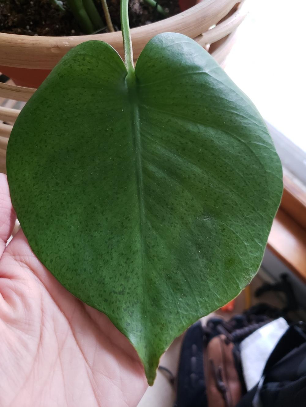 Yellowing and Spotted Monstera Leaves in the Ask a Question forum ...