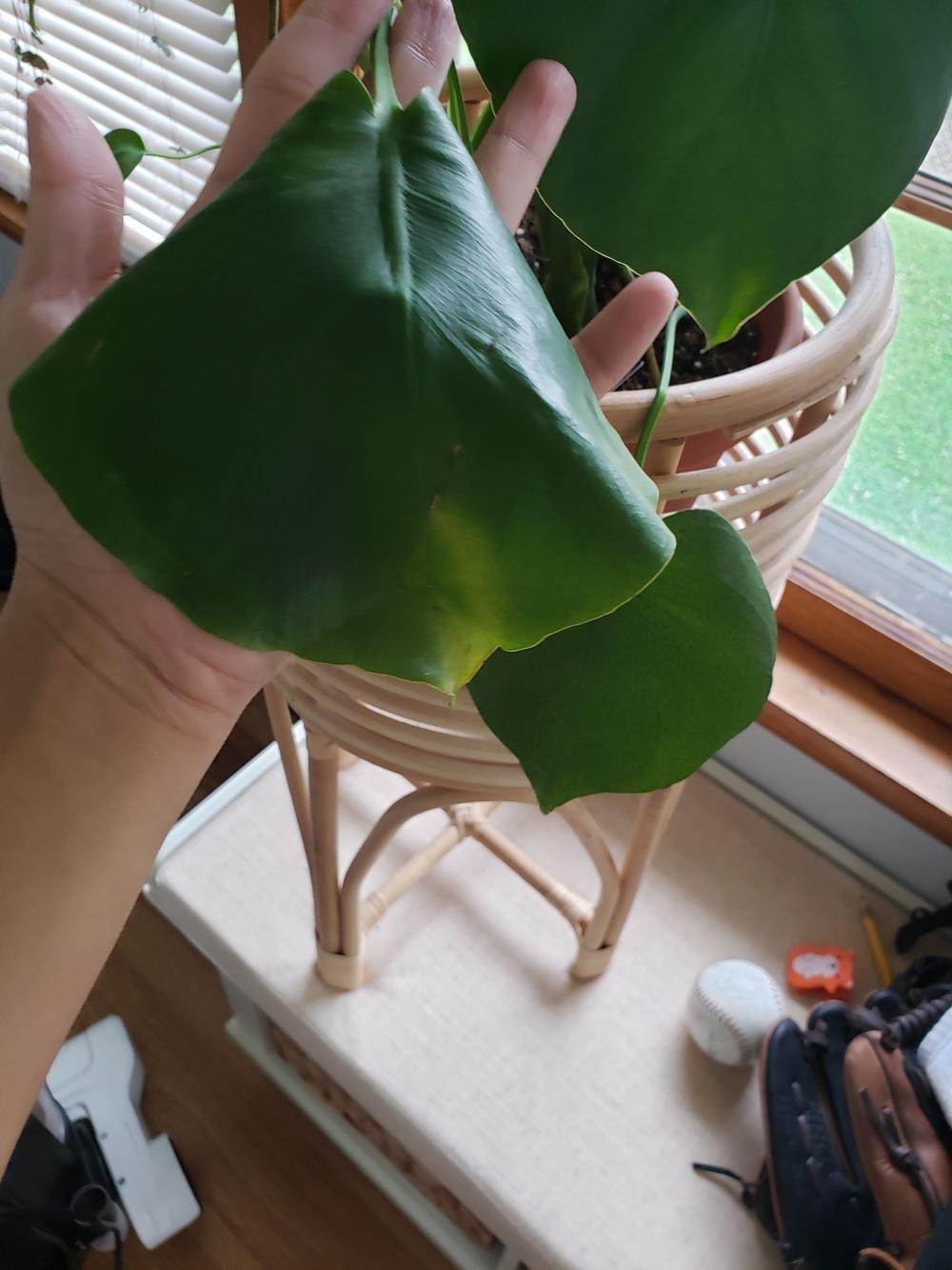 Yellowing and Spotted Monstera Leaves in the Ask a Question forum ...