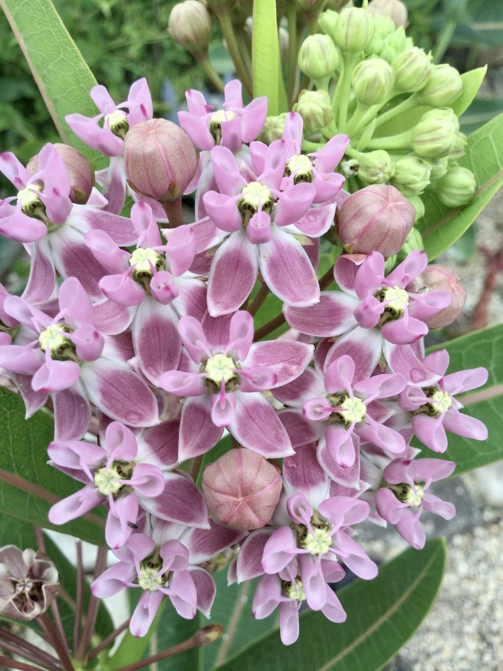 Prairie Milkweed (Asclepias sullivantii) in the Milkweeds Database ...