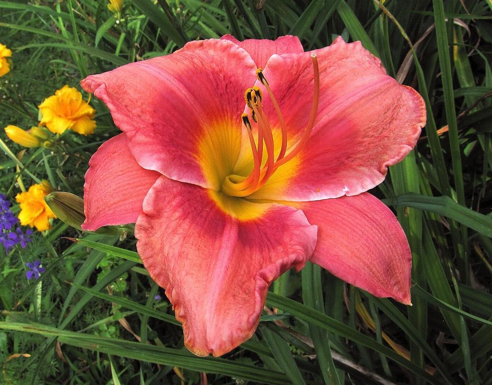 Daylily (Hemerocallis 'Disco Rose') in the Daylilies Database - Garden.org