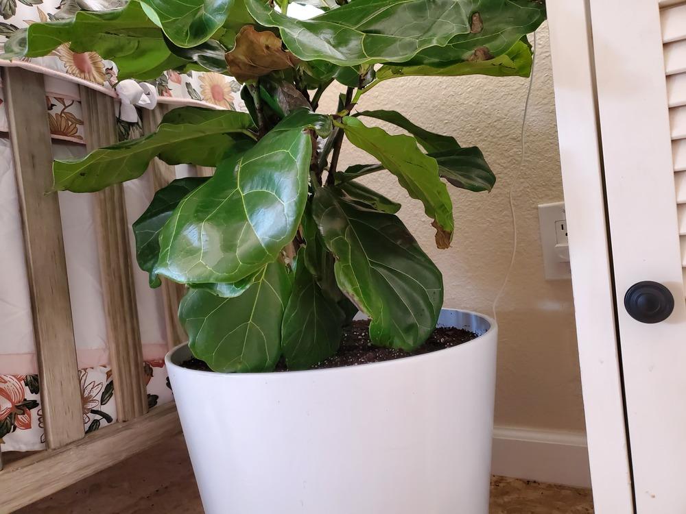 Help is my fiddle leaf fig overwatered or underwatered? in the Ask a ...