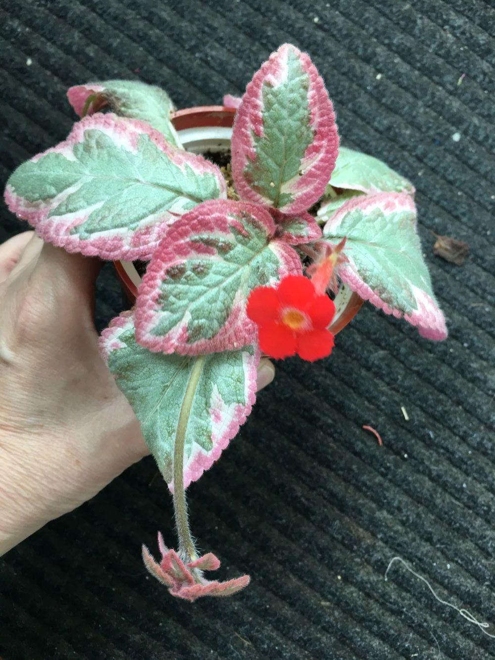 Flame Violet (Episcia 'Cleopatra') - Garden.org