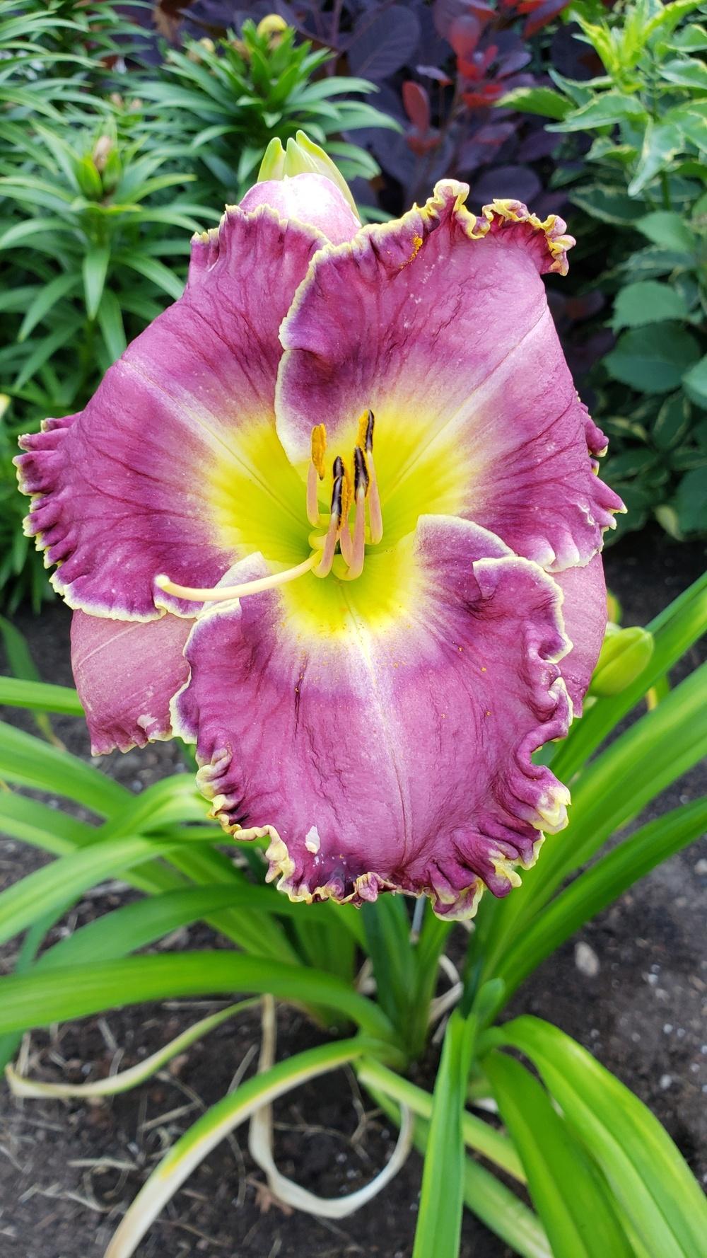 Photo of the bloom of Daylily (Hemerocallis 'Raspberry Eclipse') posted ...