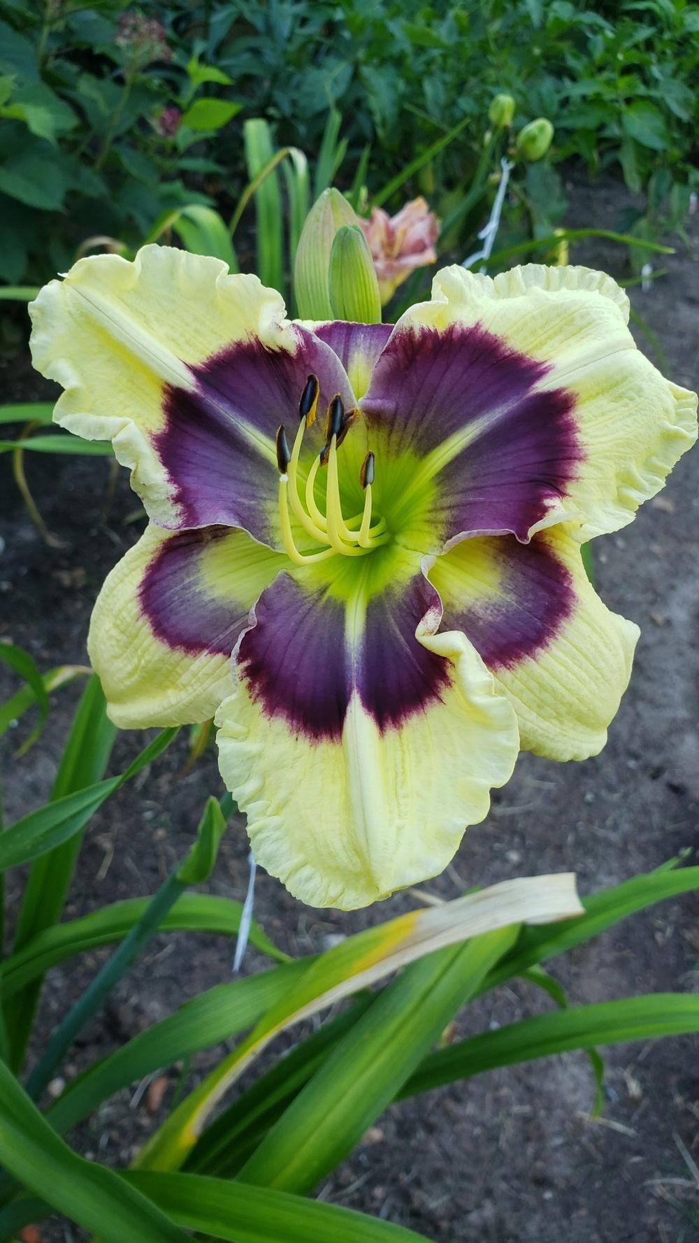 Daylily (Hemerocallis 'Blue Perfection') in the Daylilies Database ...