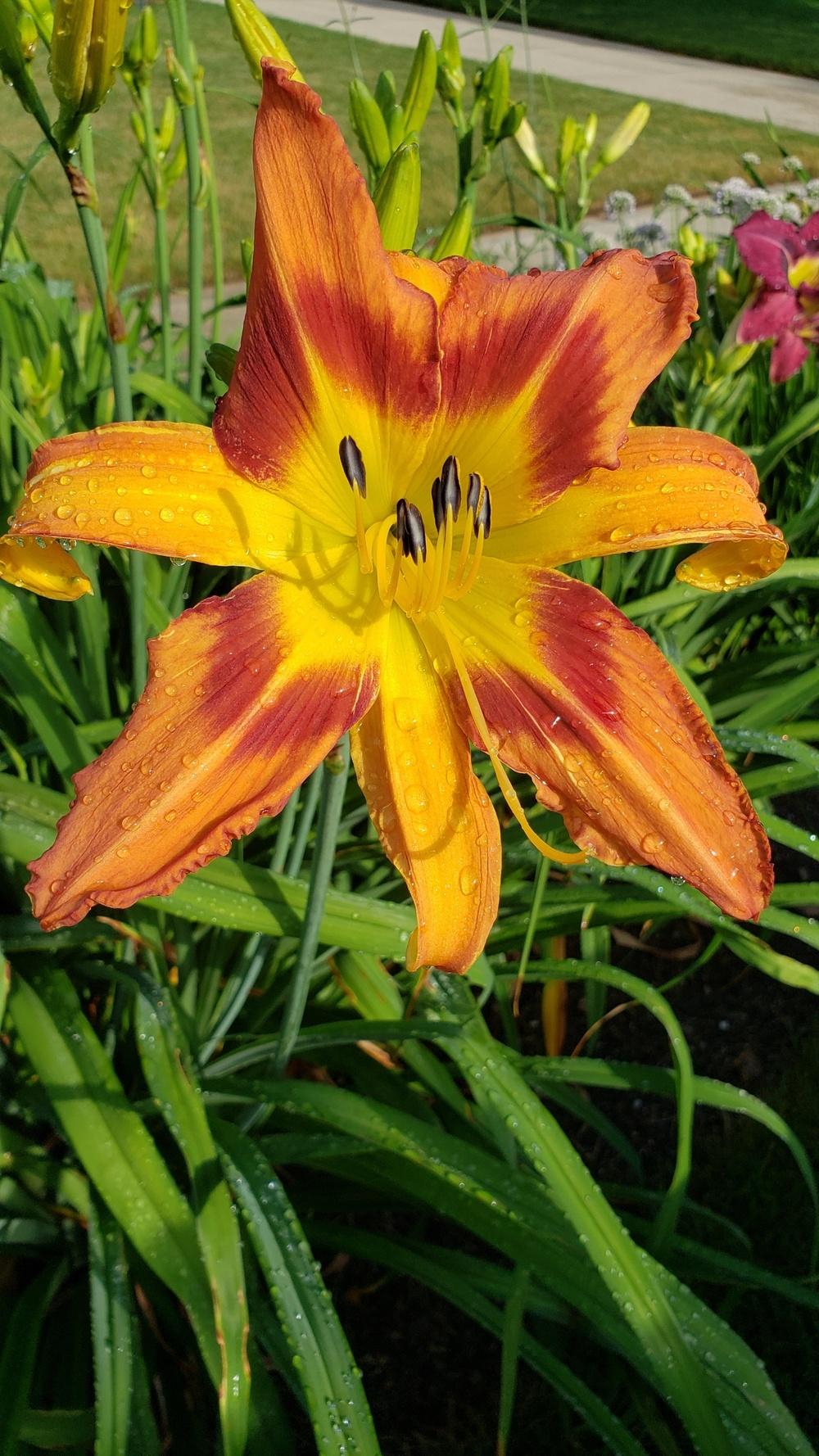 Daylily (Hemerocallis 'Tiger Eye Hager') in the Daylilies Database ...