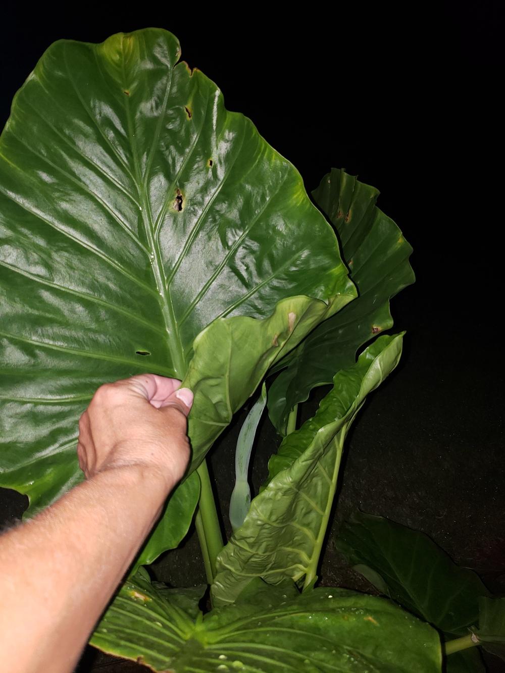 Elephant ear seed pods in the Ask a Question forum - Garden.org