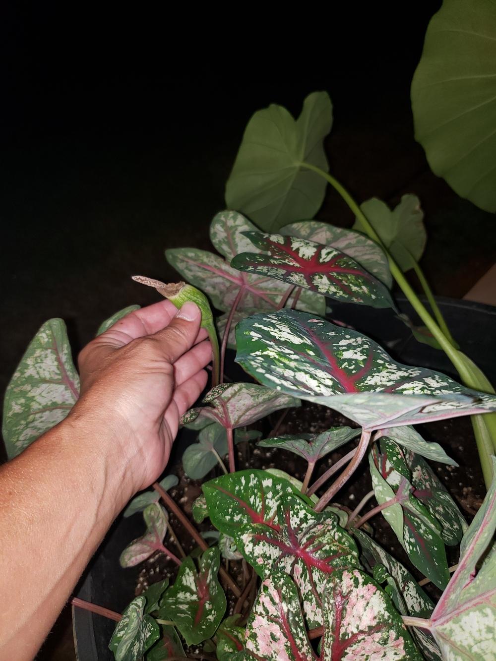 Elephant ear seed pods in the Ask a Question forum - Garden.org