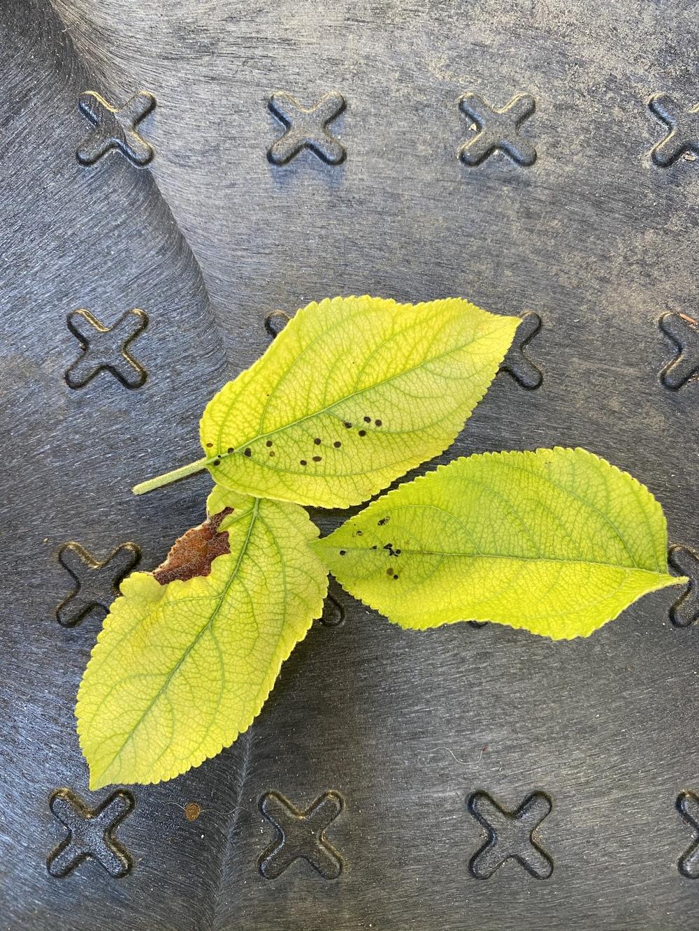 Pixie Crunch Tree in the Ask a Question forum - Garden.org