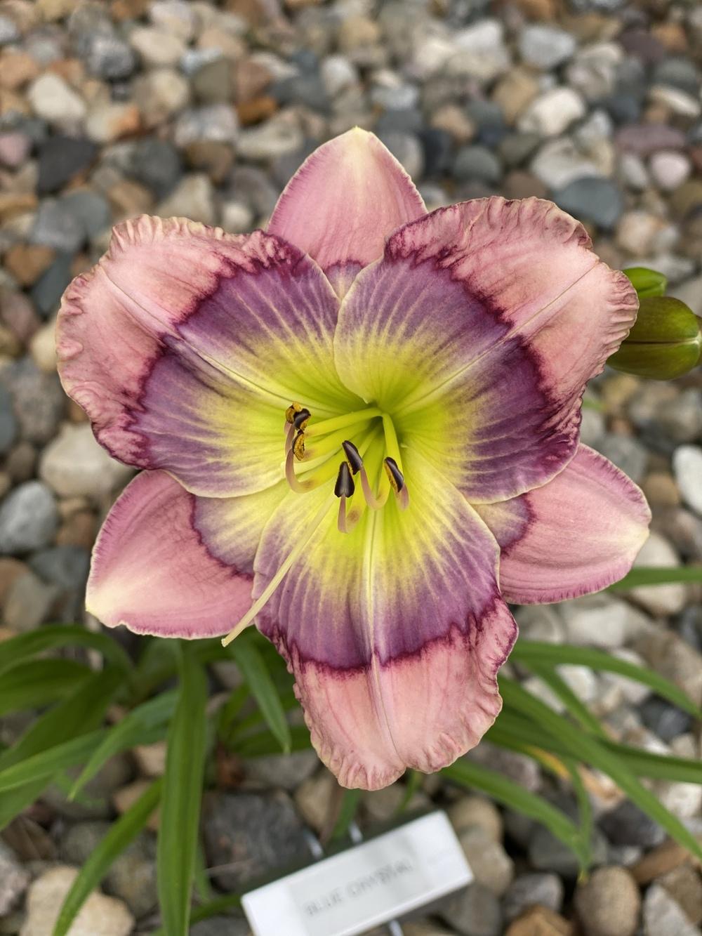 Photo of the bloom of Daylily (Hemerocallis 'Blue Crystal') posted by ...