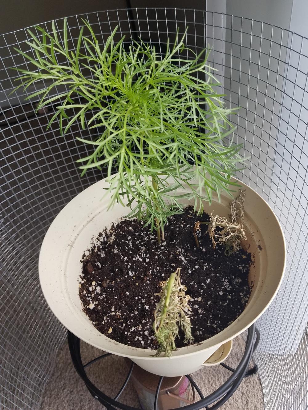 Cosmos Problems in the Ask a Question forum - Garden.org