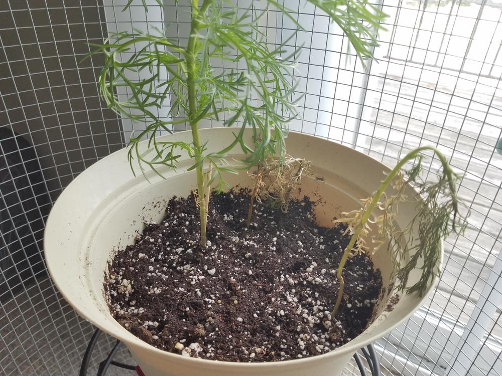 Cosmos Problems in the Ask a Question forum - Garden.org