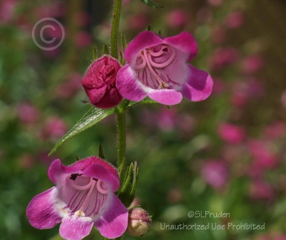 Penstemons: Plant Care and Collection of Varieties - Garden.org