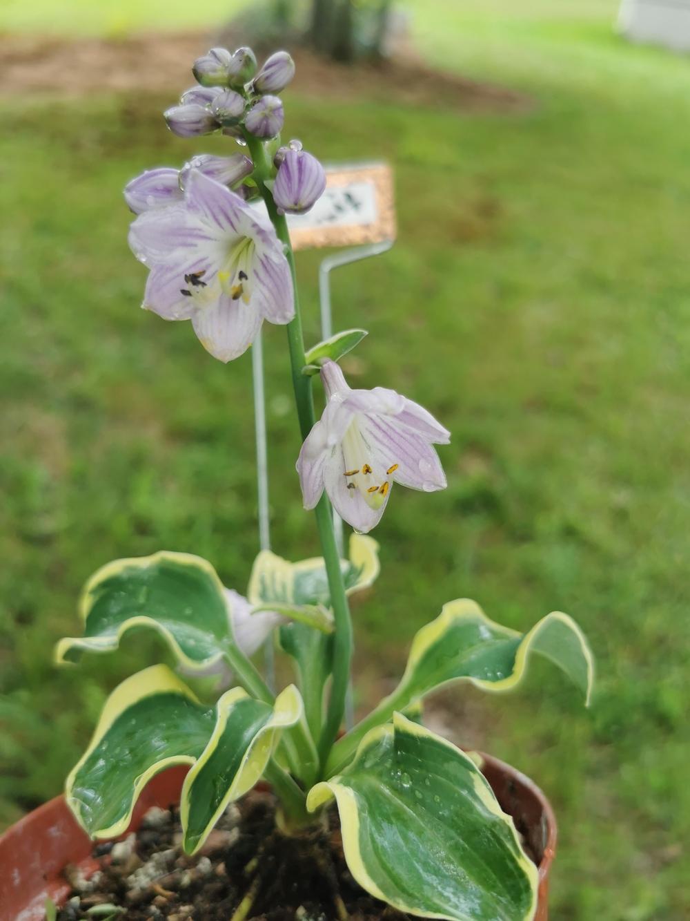 Hosta 'Mouse Capades' in the Hostas Database - Garden.org
