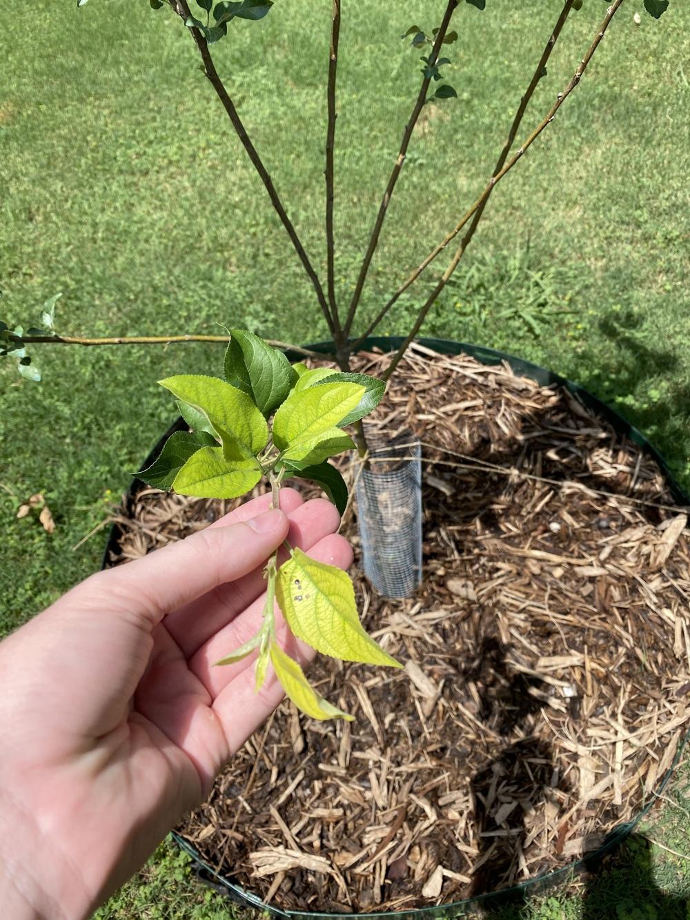 Pixie Crunch Tree in the Ask a Question forum - Garden.org