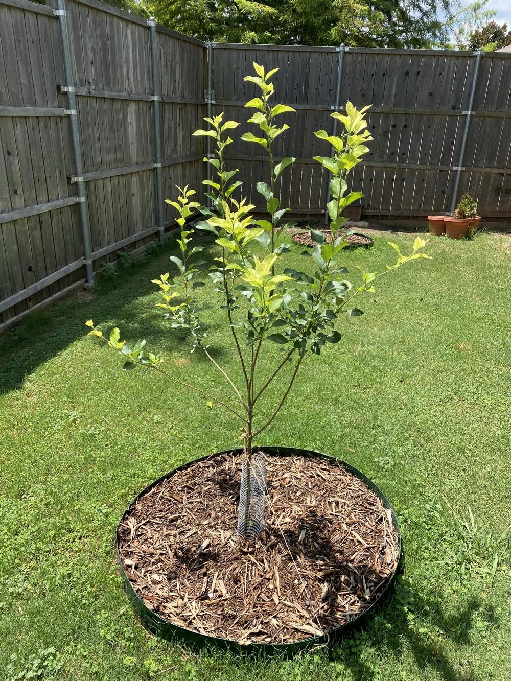 Pixie Crunch Tree in the Ask a Question forum - Garden.org