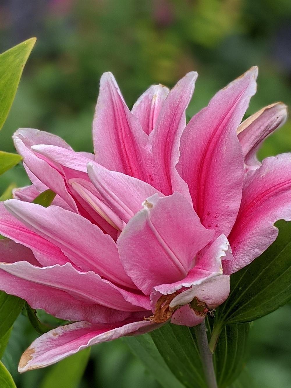 Lily (Lilium Roselily Belonica) in the Lilies Database - Garden.org