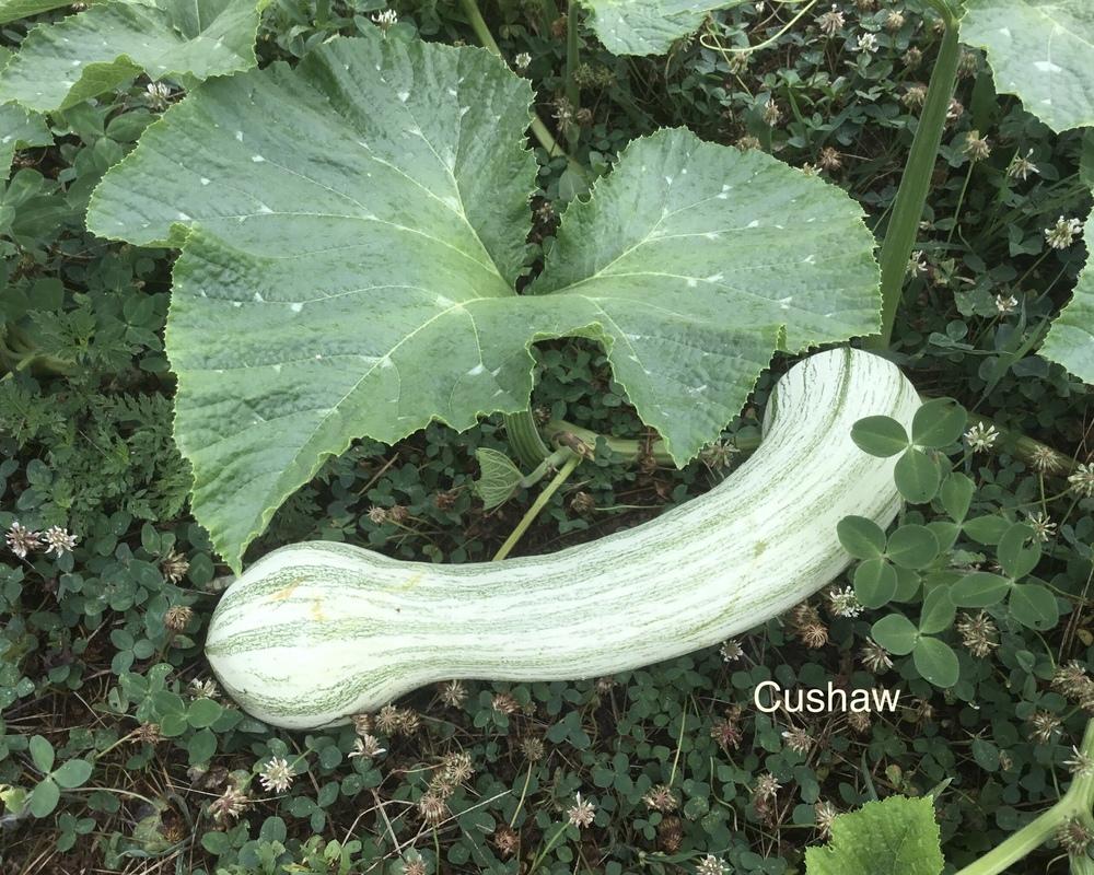 Photo of the fruit of Cushaw Pumpkin (Cucurbita argyrosperma 'Green ...