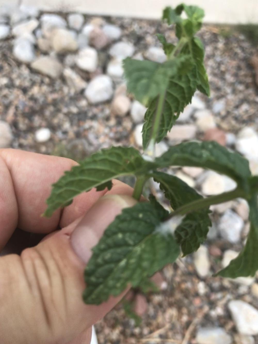 White spit n white spots on my mint in the Ask a Question forum ...