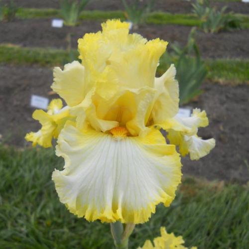 Tall Bearded Iris (Iris 'Lemon Bubbly') in the Irises Database - Garden.org