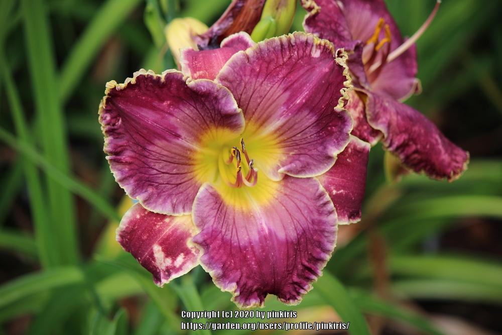 Photo of the bloom of Daylily (Hemerocallis 'Vanishing Mist') posted by ...