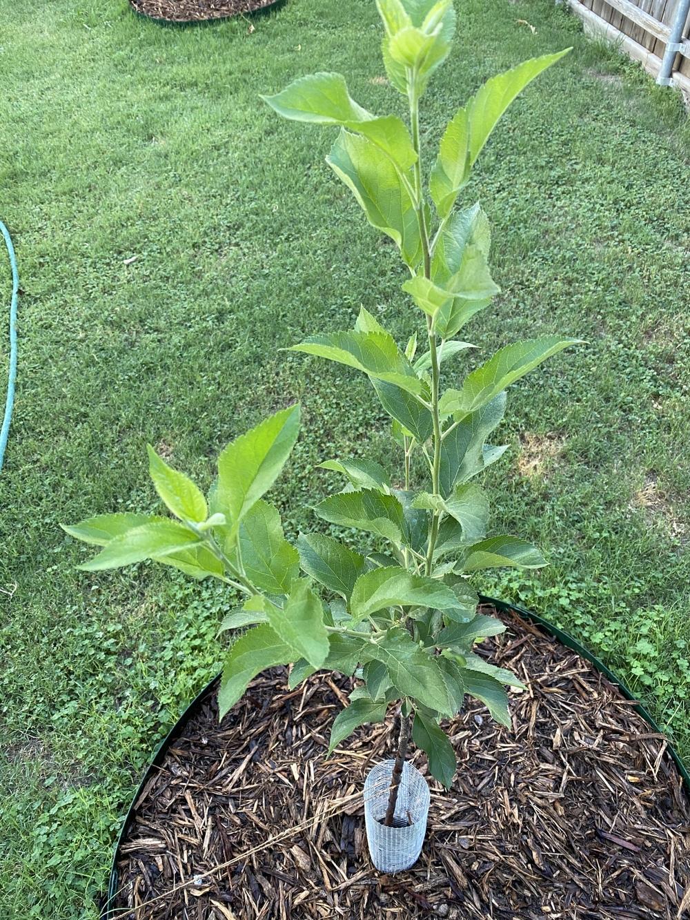 Pixie Crunch Tree in the Ask a Question forum - Garden.org