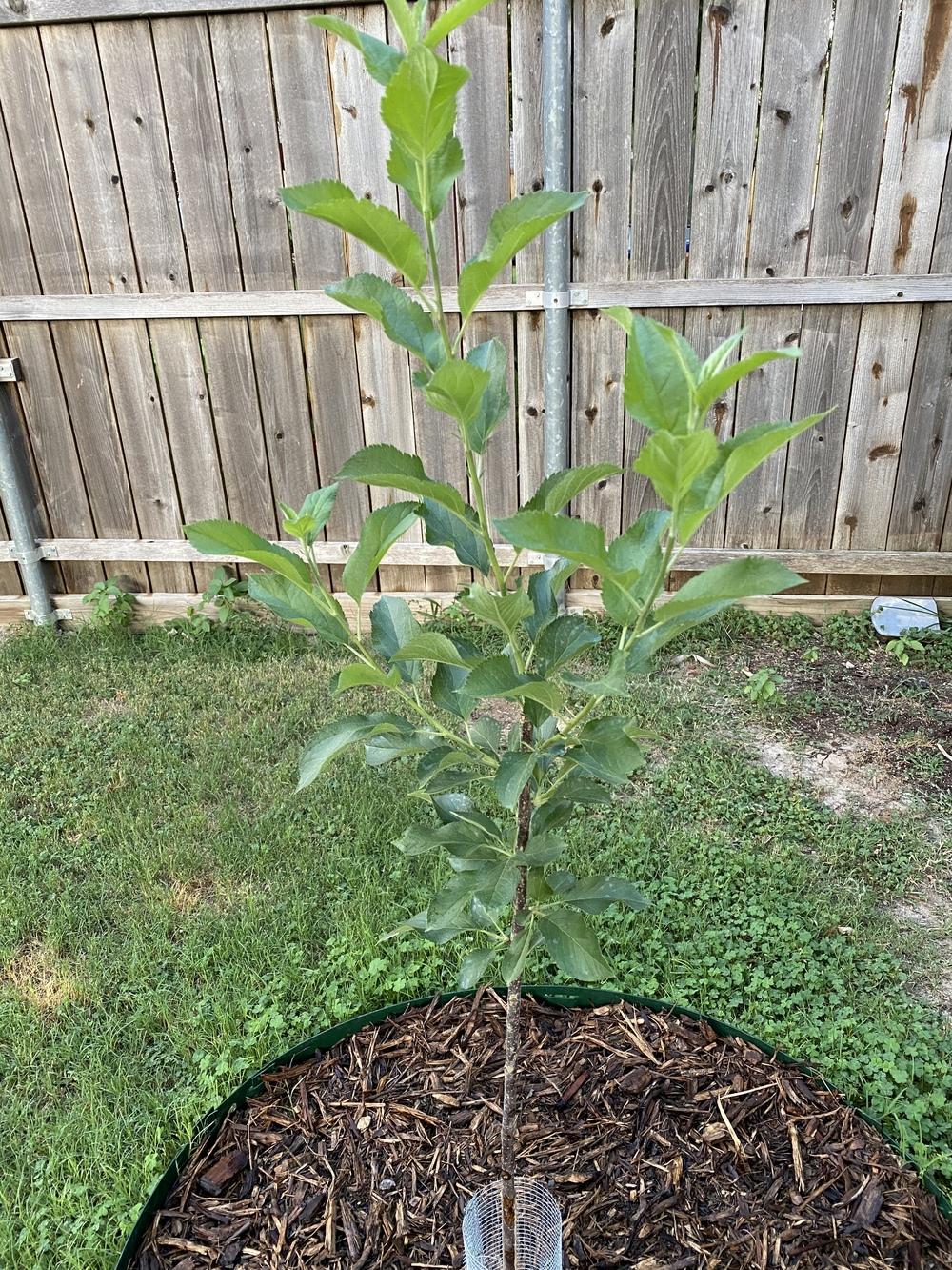 Pixie Crunch Tree in the Ask a Question forum - Garden.org