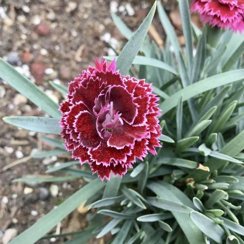 Dianthus Fruit Punch® Black Cherry Frost in the Dianthus Database ...