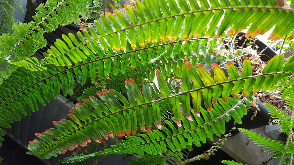 could you help me identify these three fern? in the Ferns forum ...