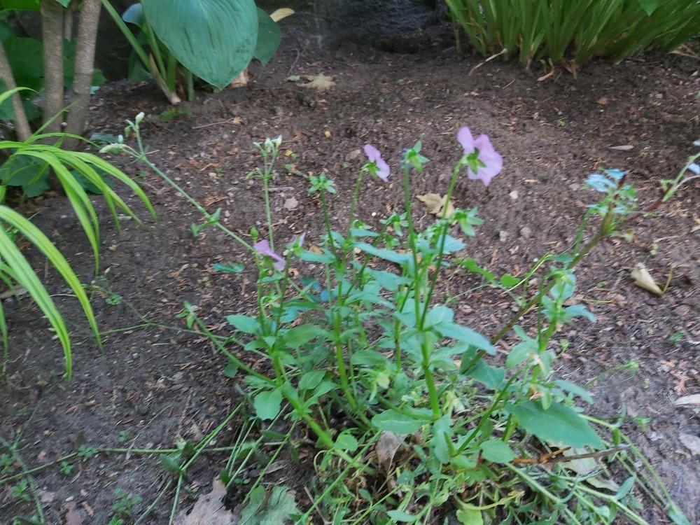 Wildflower, Weed or keeper in the Plant ID forum - Garden.org