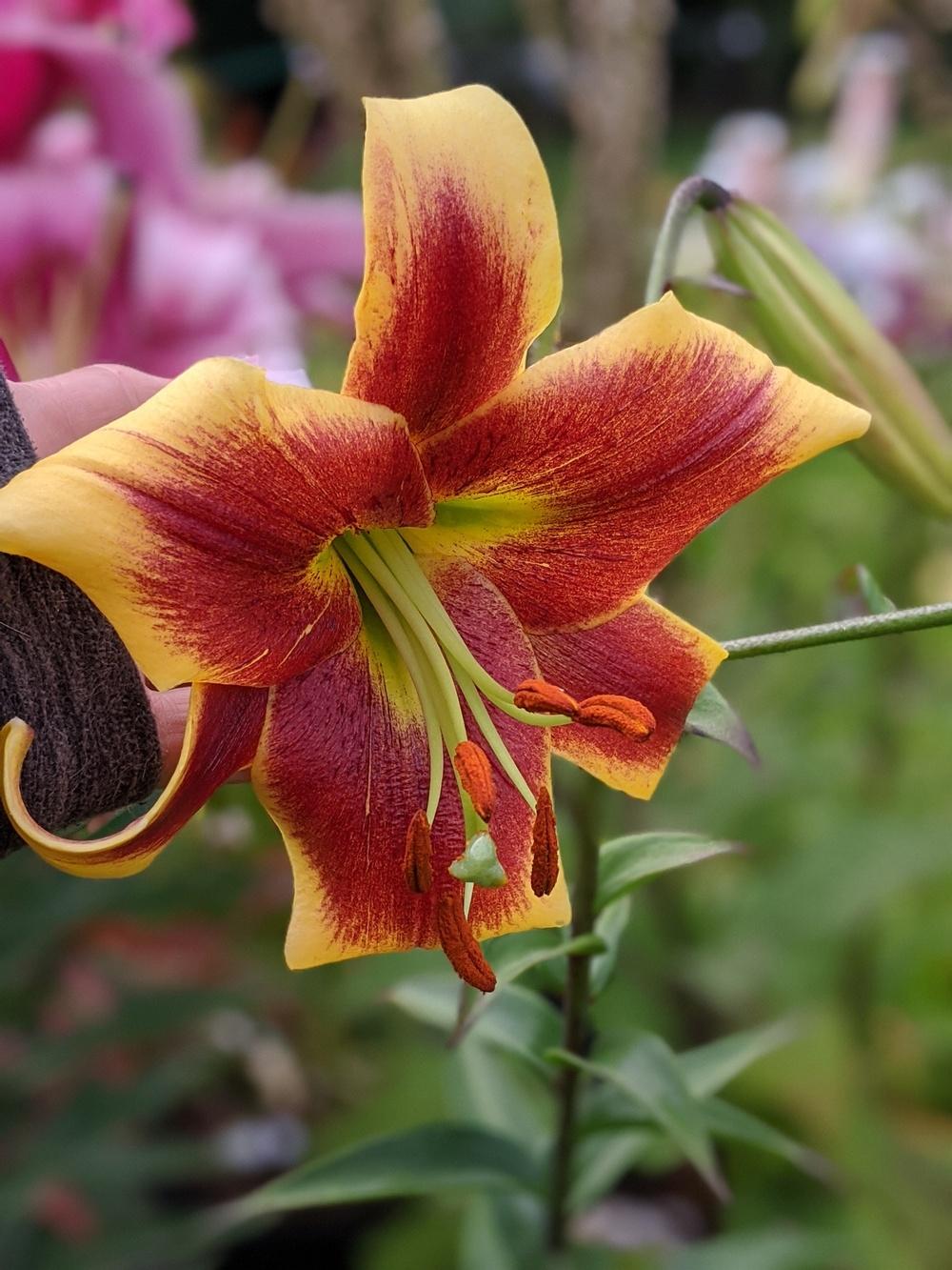 Photo of the bloom of Lily (Lilium 'Red Morning') posted by Joy ...