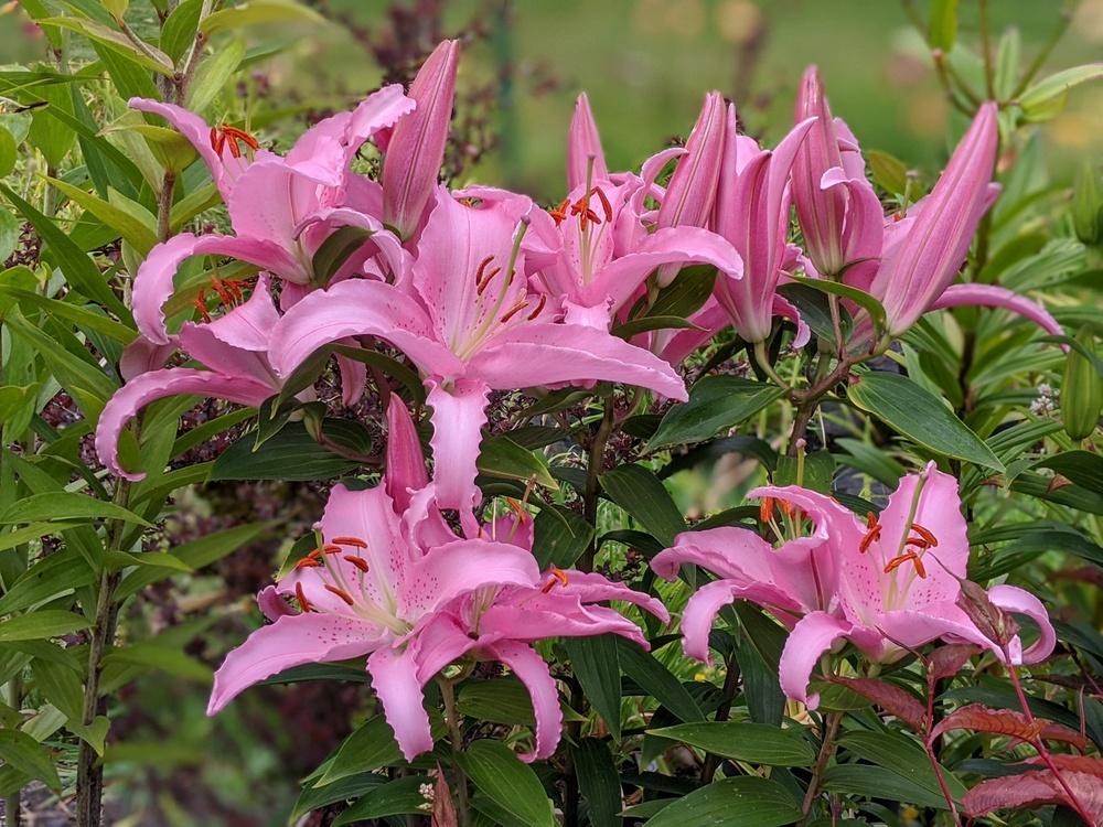 Lily (Lilium 'Chelsea') in the Lilies Database - Garden.org