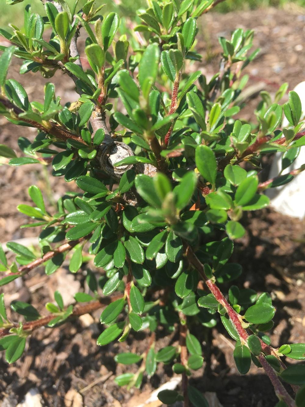 Photo of the leaves of Little-leaf Cotoneaster (Cotoneaster ...