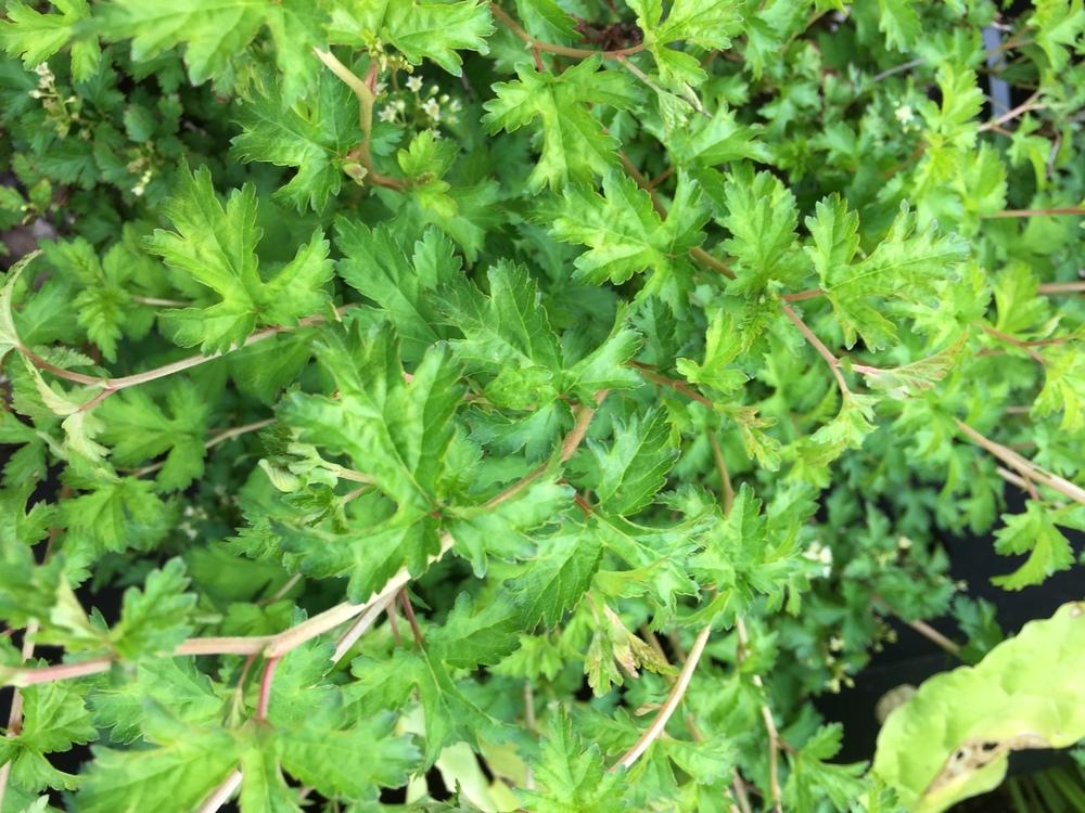 Lace Shrub (Neillia incisa 'Crispa') - Garden.org