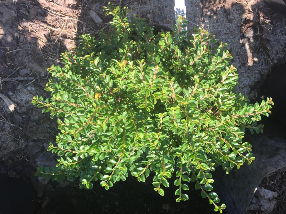 Creeping Cotoneaster (Cotoneaster adpressus 'Tom Thumb') - Garden.org