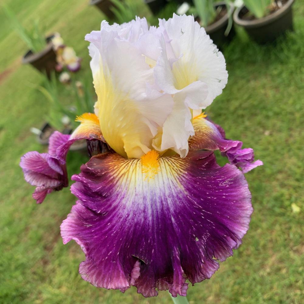 Tall Bearded Iris (Iris 'Aliens of the Galaxy') in the Irises Database ...