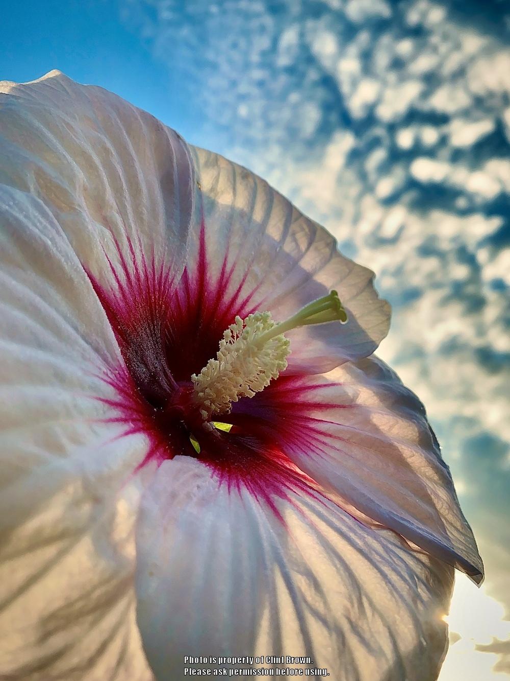 Hybrid Hardy Hibiscus (Hibiscus Summerific™ Mocha Moon) in the Hibiscus ...