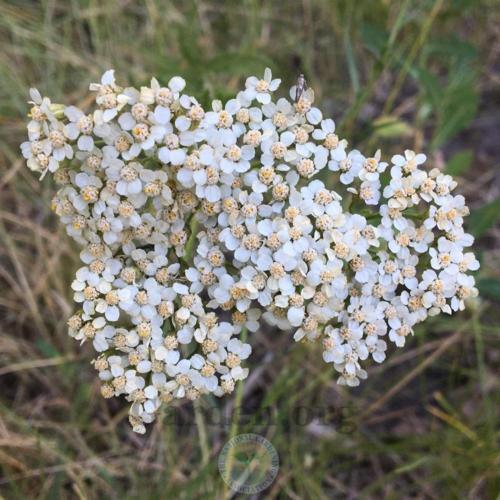 Western Yarrow (Achillea millefolium var. occidentalis) in the Yarrows ...