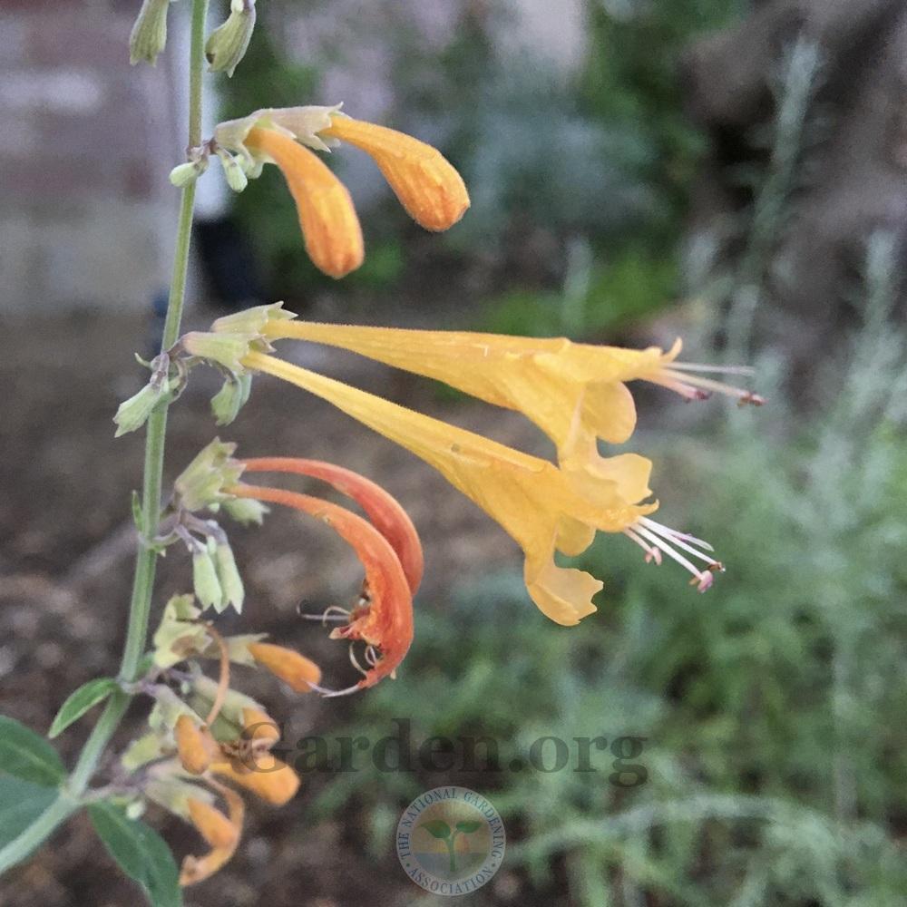 Orange Hummingbird Mint (Agastache aurantiaca Coronado®) in the Anise ...