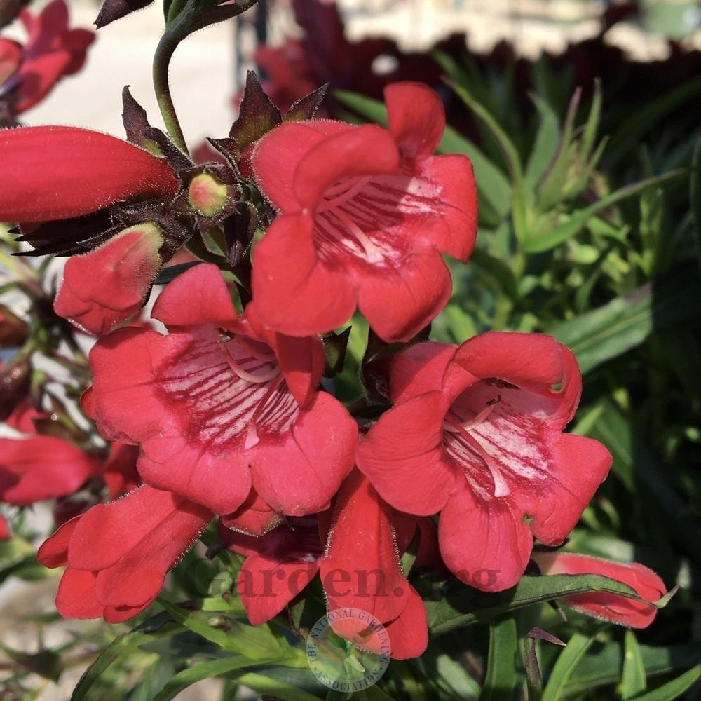 Penstemons: Plant Care and Collection of Varieties - Garden.org